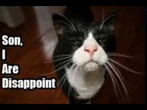 most disappointed cat in the world - YouTube