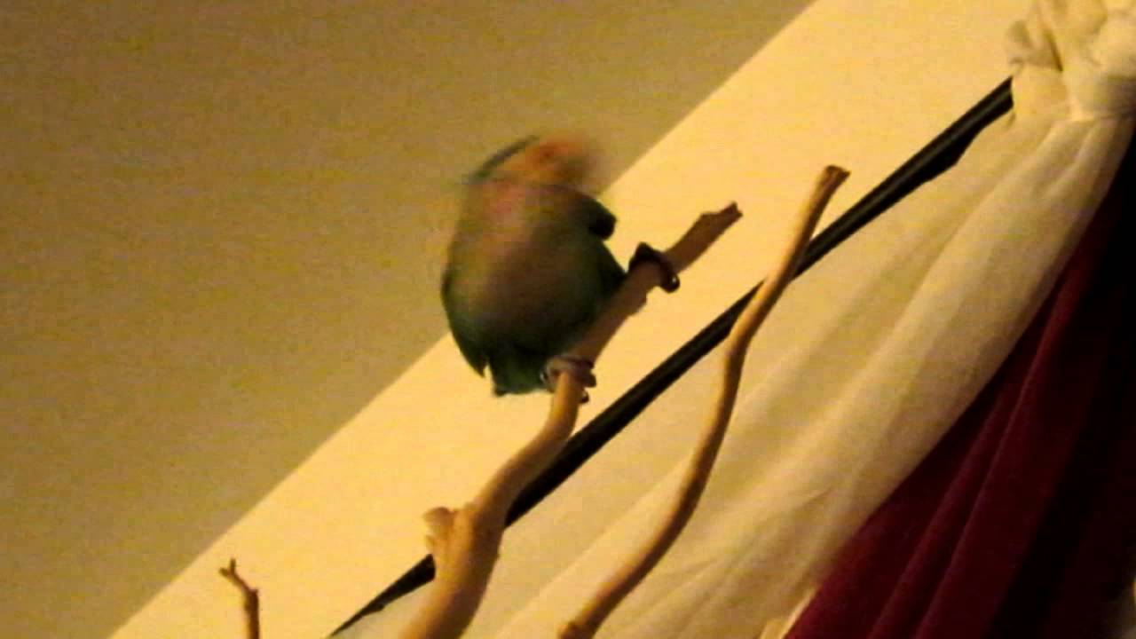 Cutest Lovebird Dancing Salsa - YouTube