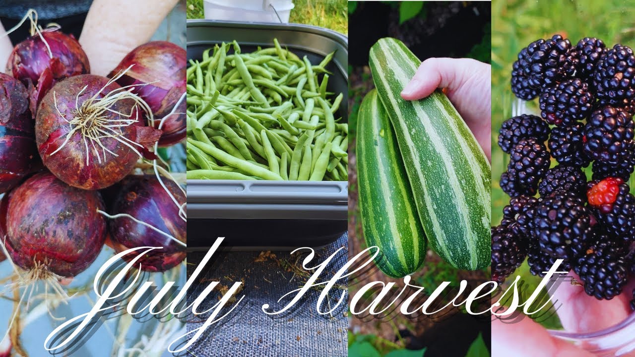 July Harvest Compilation | Harvesting Onions | Harvesting Garlic - YouTube