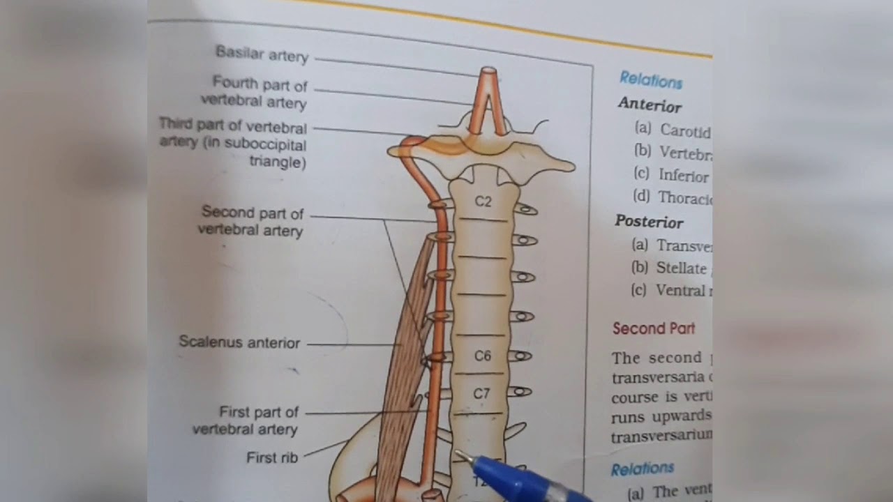 Vertebral artery courses and its branches - YouTube