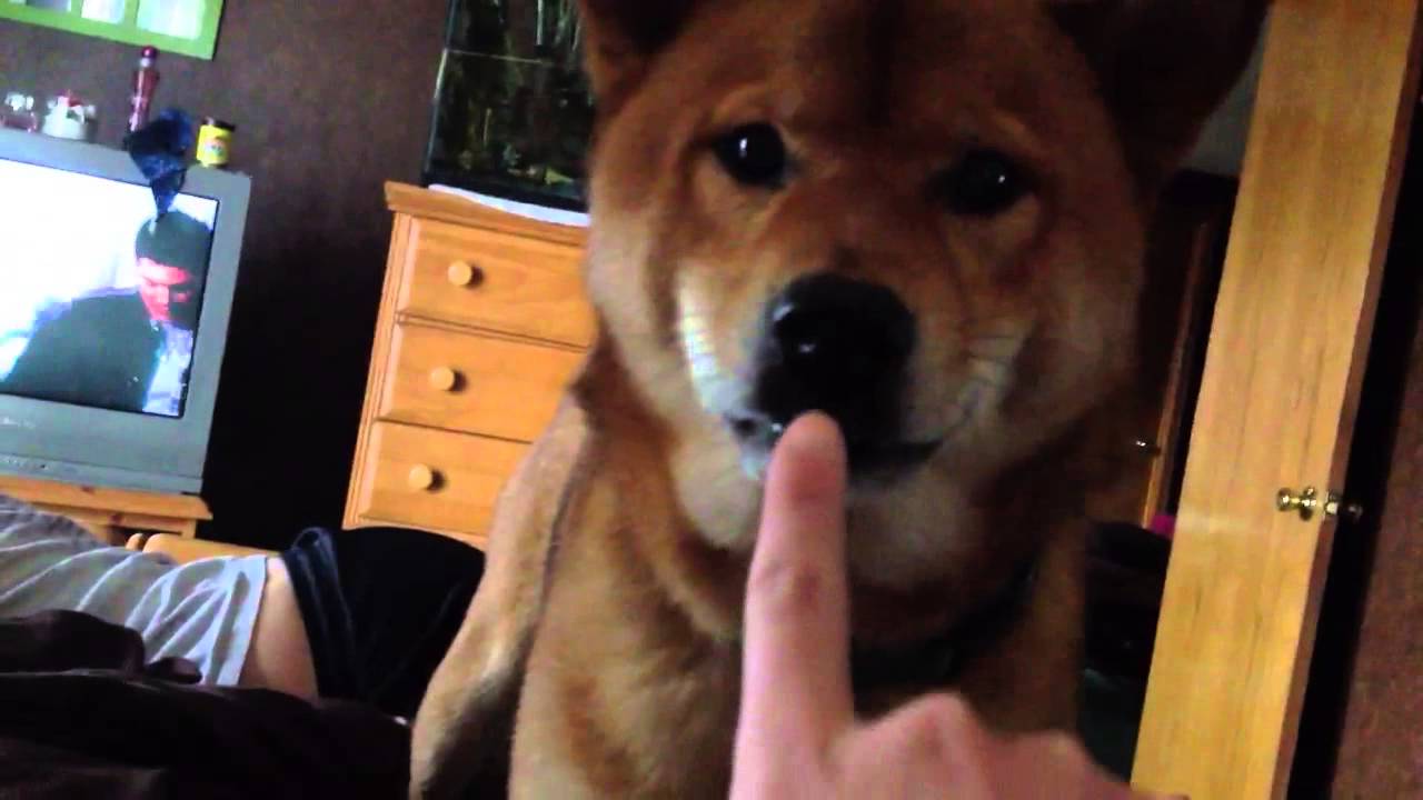 Really mad Shiba inu - YouTube
