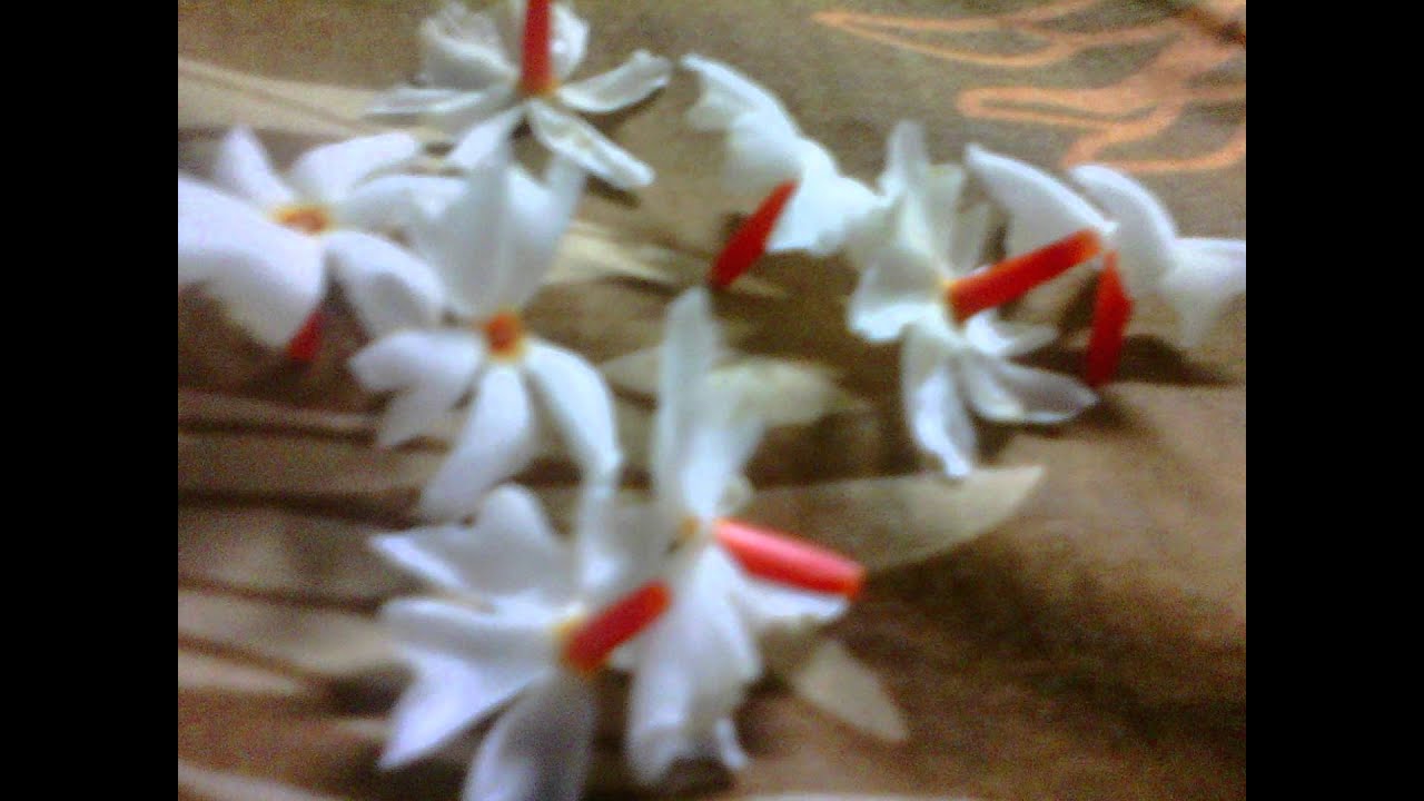 CORAL JASMINE(Shiuli phool) is a sign of AUTUMN. - YouTube