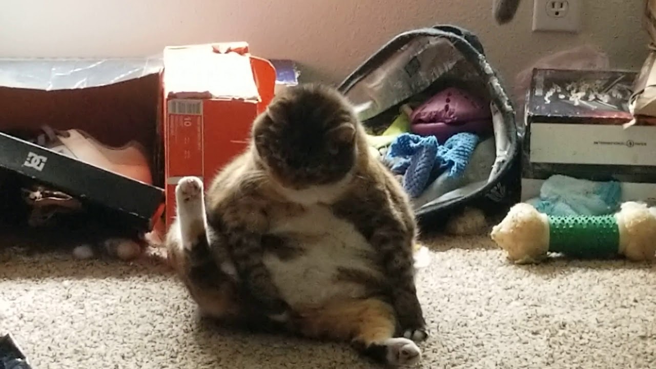FUNNIEST Fat cat cleaning herself!!! - YouTube