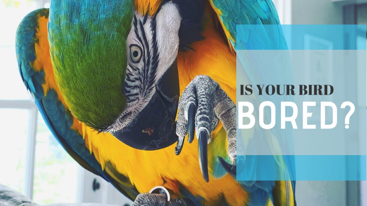 IS YOUR BIRD BORED? | TIPS TO ENTERTAIN YOUR BORED PARROT - YouTube