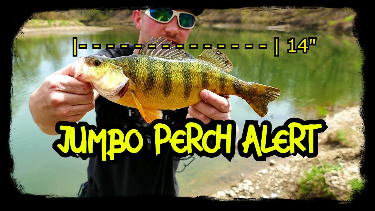 Jumbo perch, walleye and more | Fishing New York - YouTube