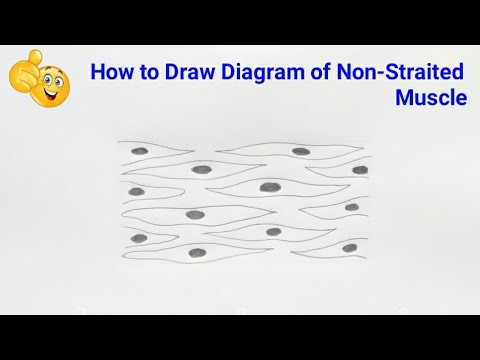 how to draw diagram of unstriated muscle fibre step by step for ...