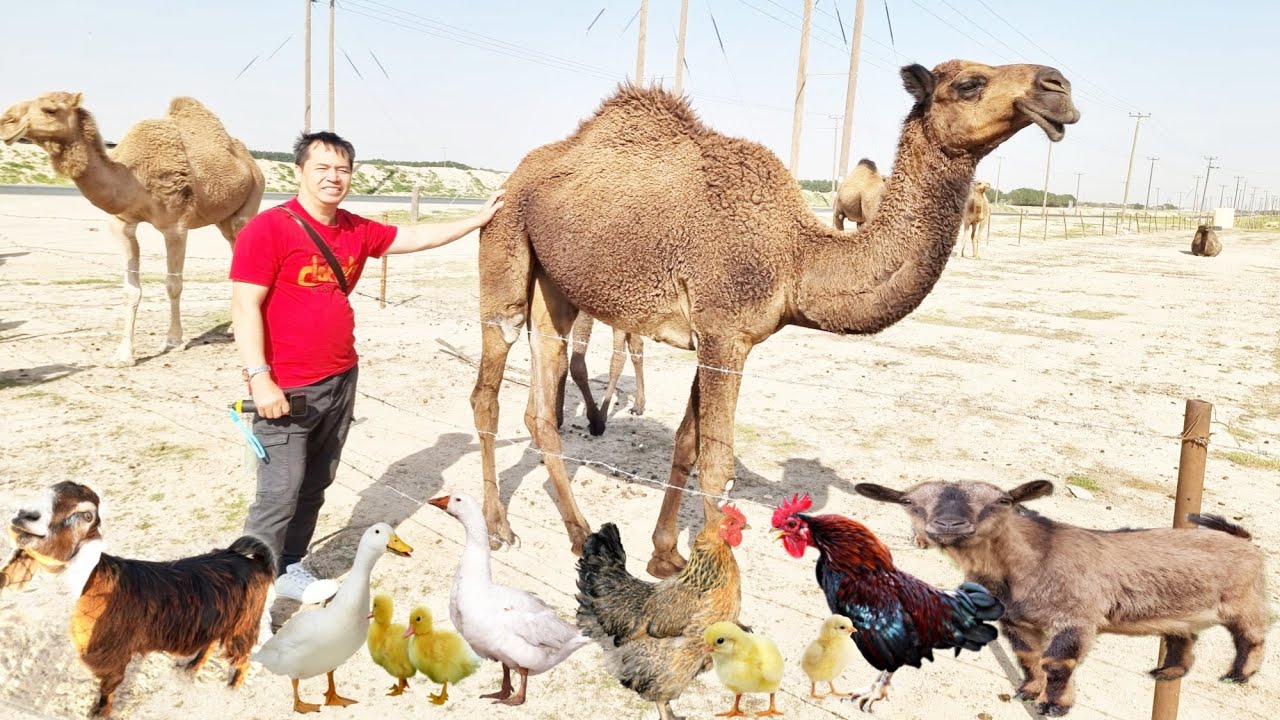 Abdali Farm | Kuwait travel vlog + first time ko Maka lapit sa Camel ...