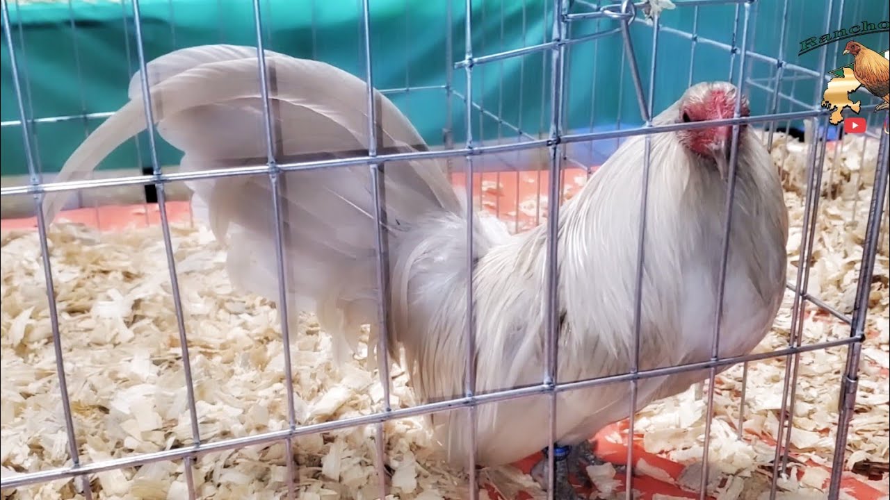 Azteca Expo En Houston Texas! Ep.95 - YouTube