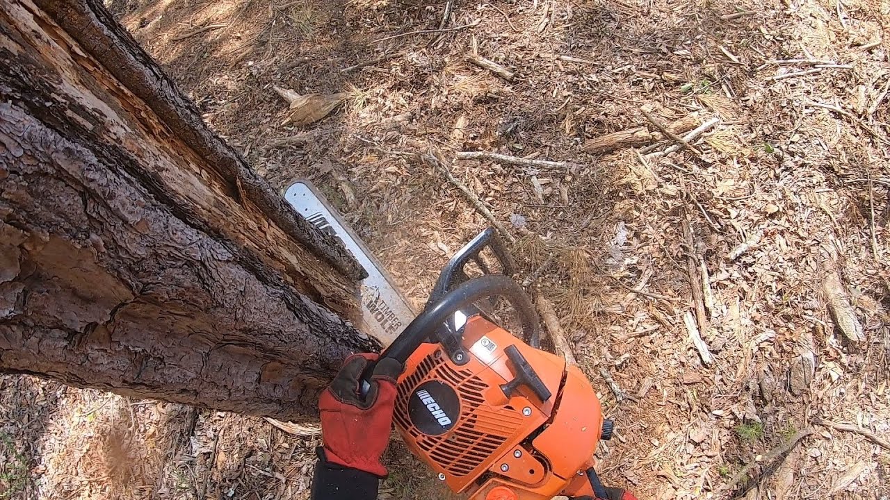Falling a Pine Tree - YouTube