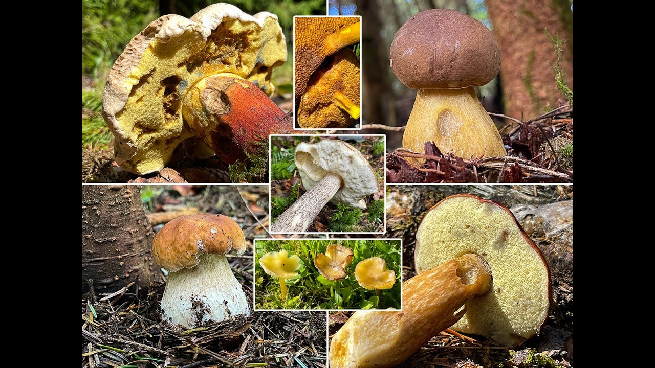 Pilze im Juli | 16.07.2021 | Endlich etwas Röhrlingsvielfalt! Steinpilz ...