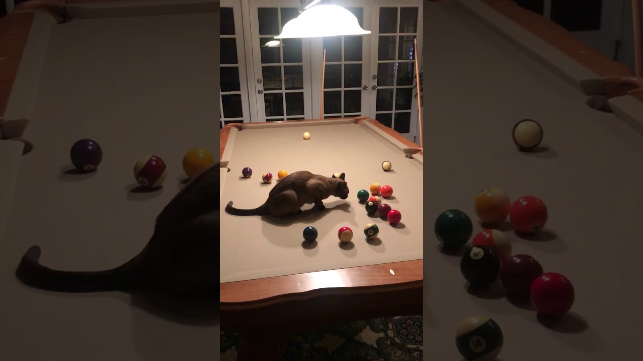 cat playing pool - YouTube