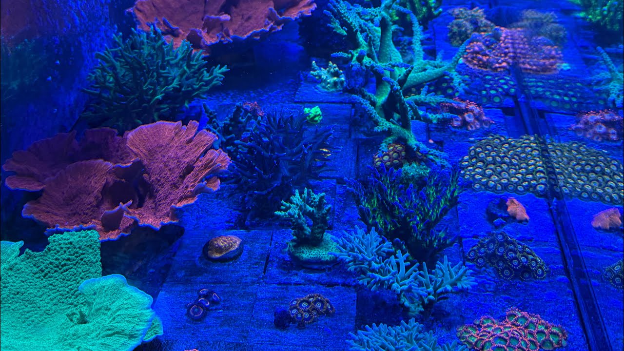 Complete coral walkthrough of the MaineAquaria flagship reef. - YouTube
