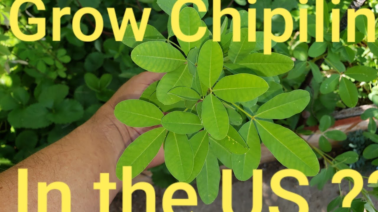 Growing Chipilin in the high desert update video - YouTube
