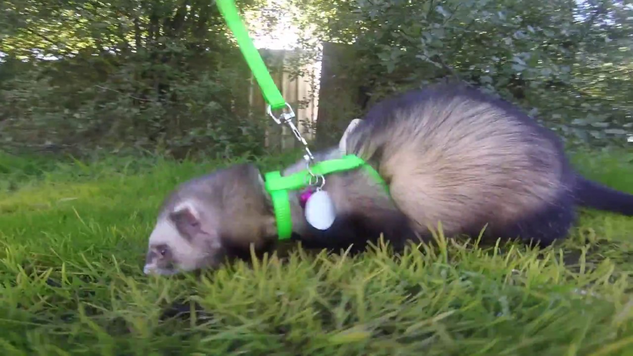 Romeo the ferret goes for a walk - YouTube