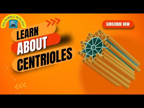Centrioles Structure and Function | Big bubble biology #cellbiology - YouTube