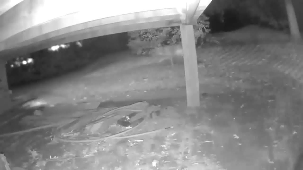 Evil Coyote - YouTube