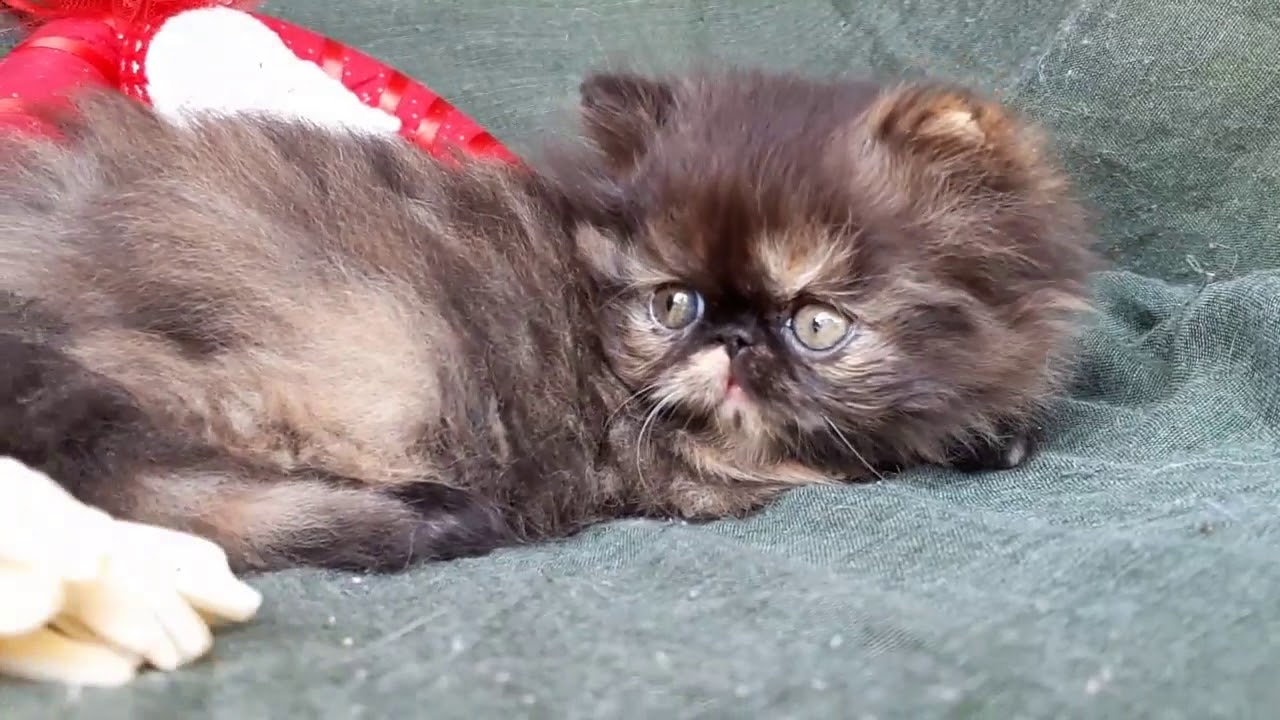 Filhote Persa Black Tortie - YouTube