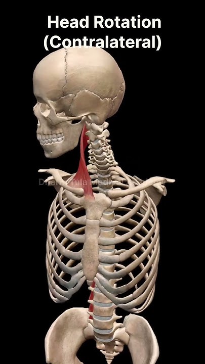 Head Rotation | Contralateral | Muscle Movement | #anatomy #humanbody #3danimation #biology ...