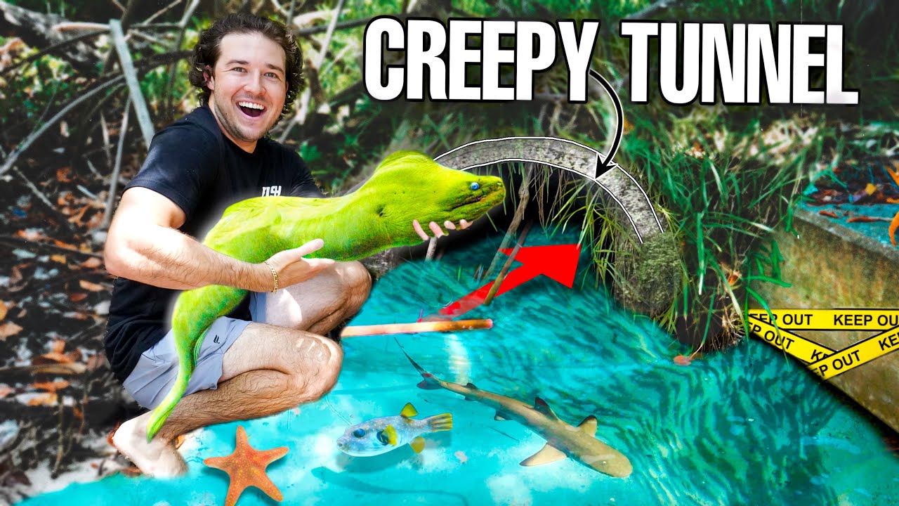 GREEN MORAY EEL Caught In CREEPY HIDDEN TUNNEL! - YouTube
