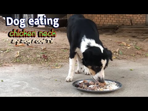 Dog eating chicken neck episode 494| By Dog Food TV - YouTube
