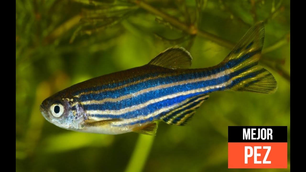 El pez Cebra sigue siendo el Mejor - YouTube