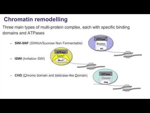 Chromatin remodeling - YouTube