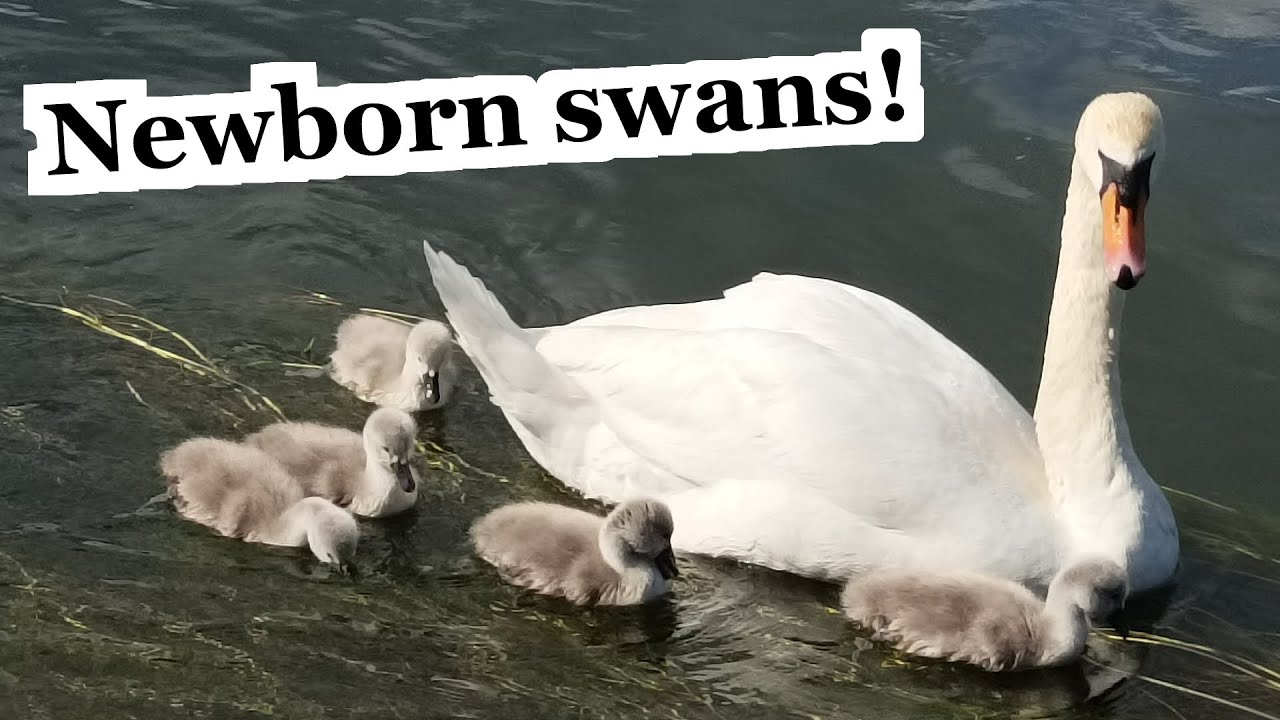 Newborn Swans