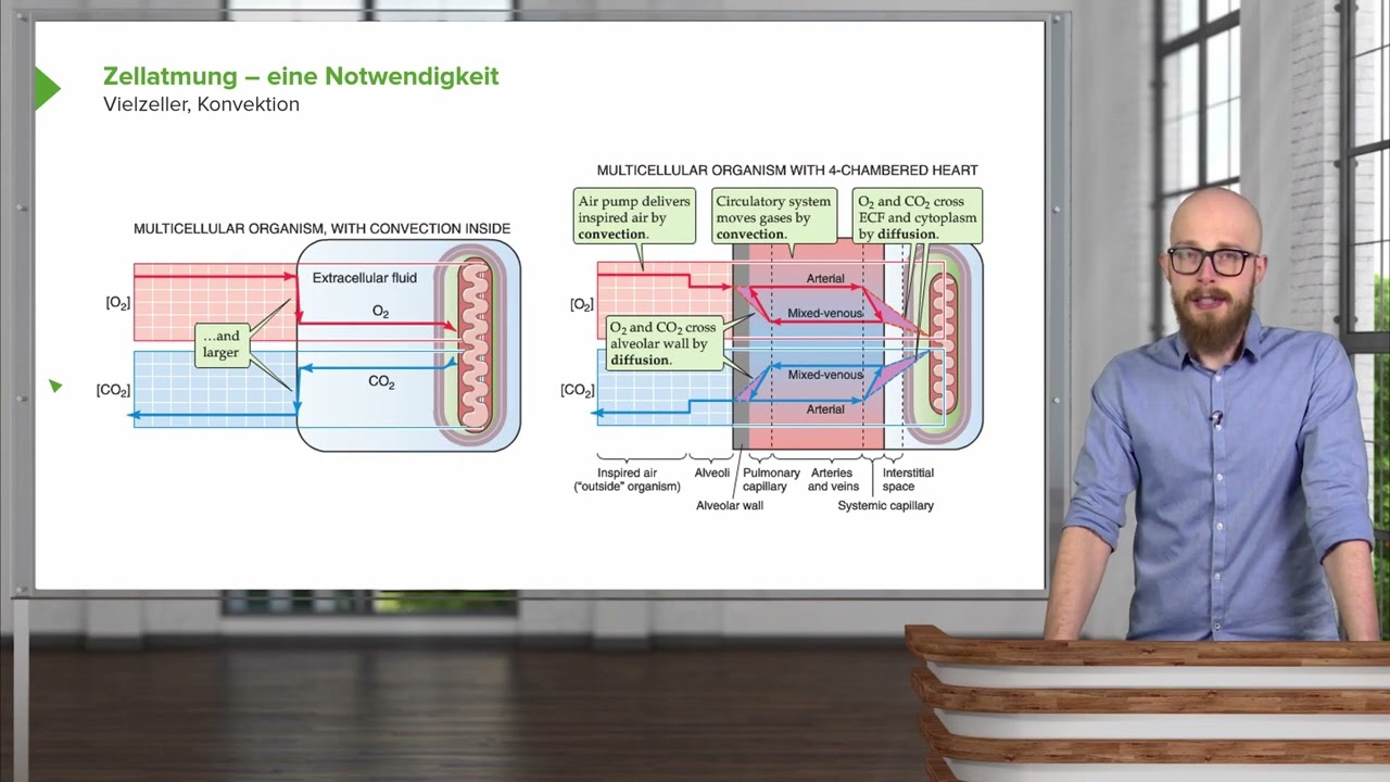 Atmungsphysiologie I Grundlagen der Atmung: Entwicklung des ...