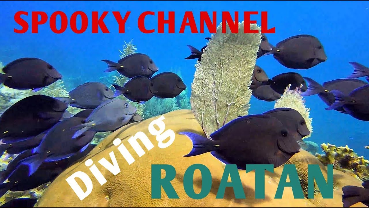 Diving "Spooky Channel", Roatan, Honduras / Buceo en Roatan.- - YouTube
