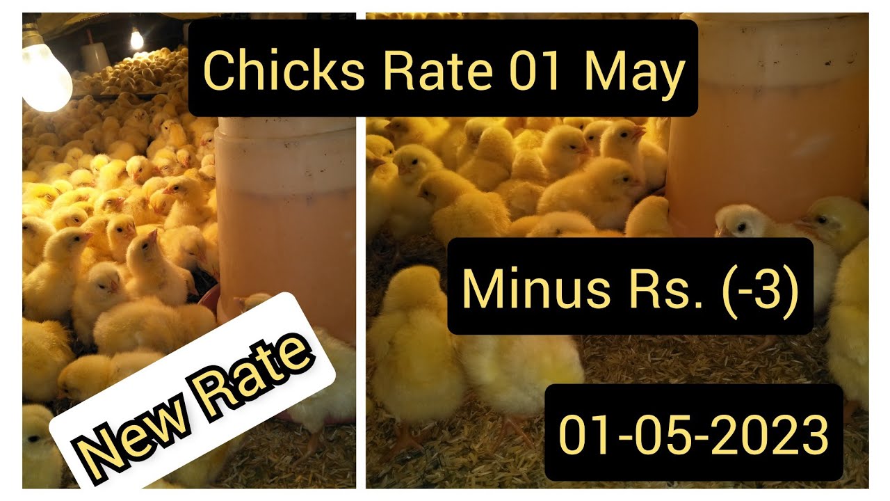01 May 2023 Chicks Rate (-3) - YouTube