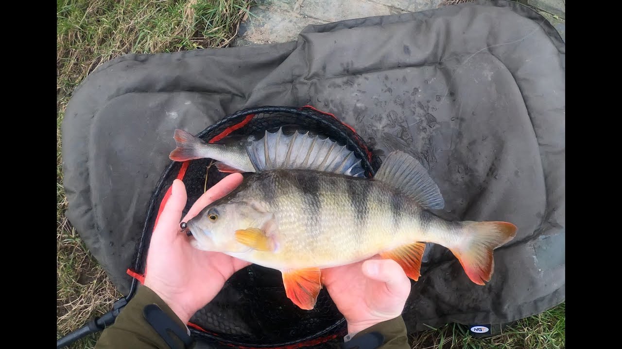 Perch and Pike - lure fishing the Dorset Stour - YouTube