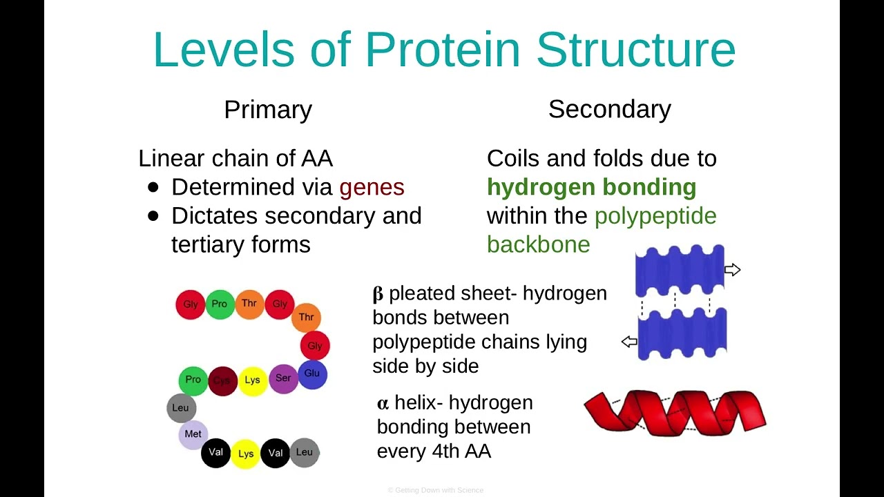Secondary Structure Of Protein Ppt