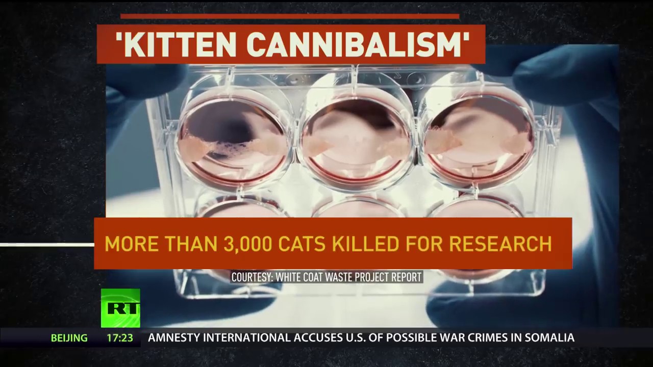 Animal Cannibalism; U.S. Accused Of Feeding Infected Dead Kittens To ...