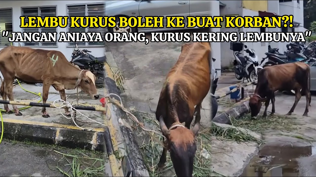 'JANGAN ANI4YA ORANG', MASIH ADA LAGI ISU LEMBU KURUS DIGUNA UNTUK ...