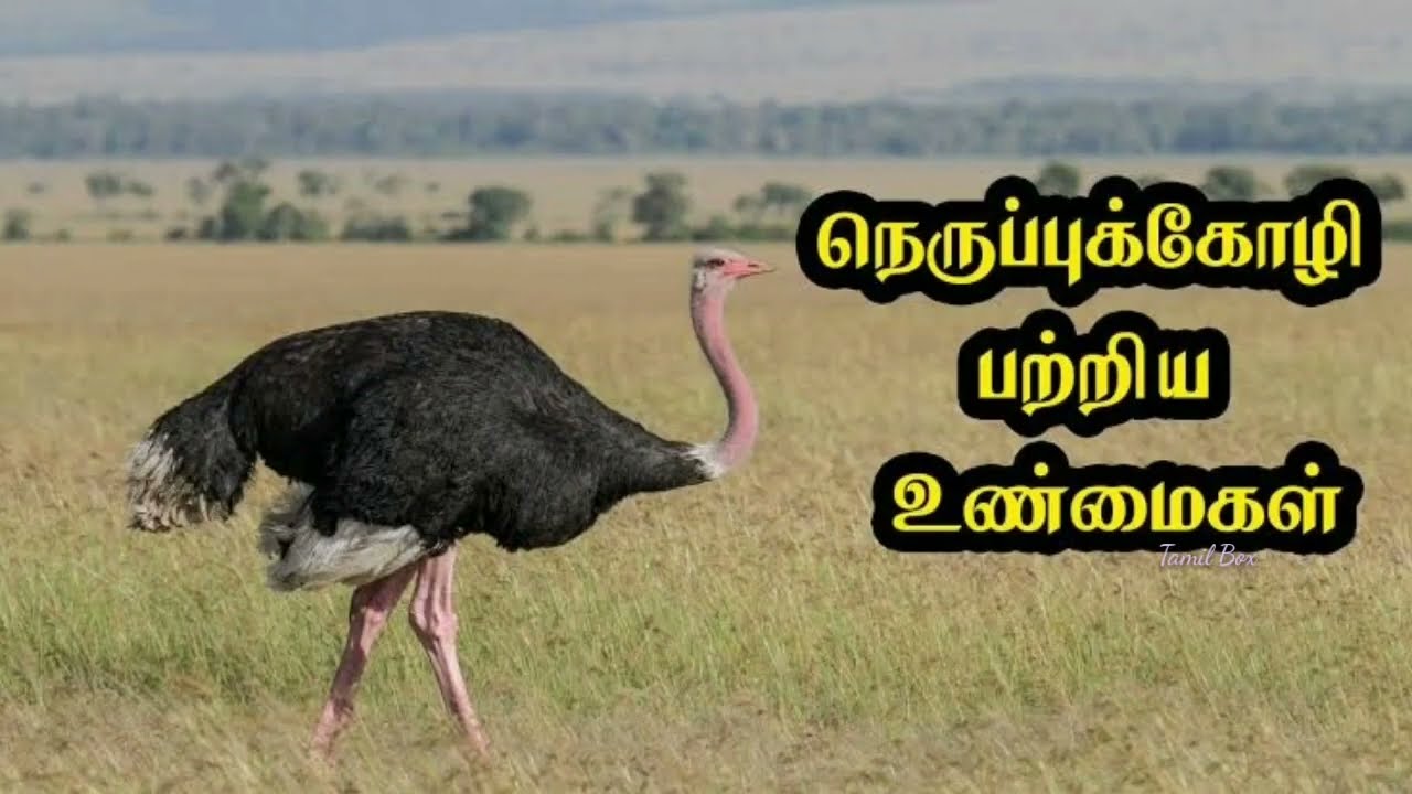 நெருப்புக்கோழி பற்றிய உண்மைகள் | neruppu Kovil | Tamil Box - YouTube