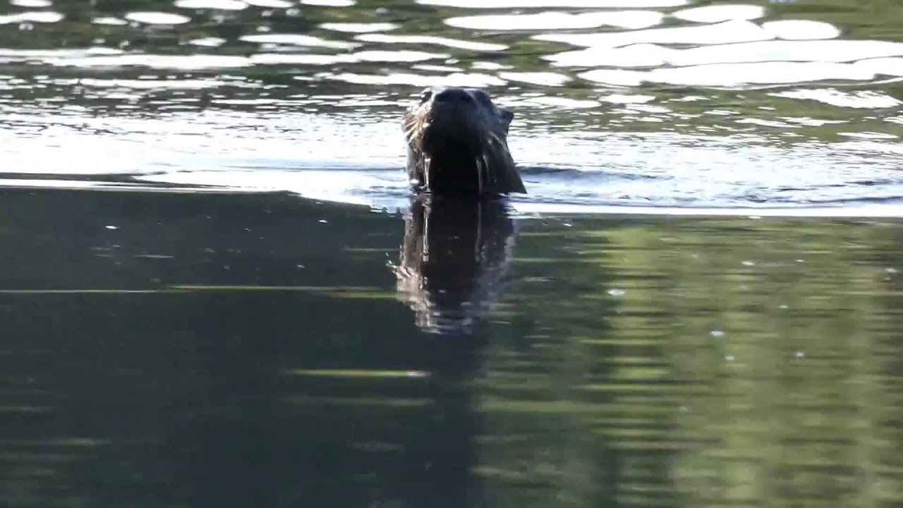 Otter Time... - YouTube