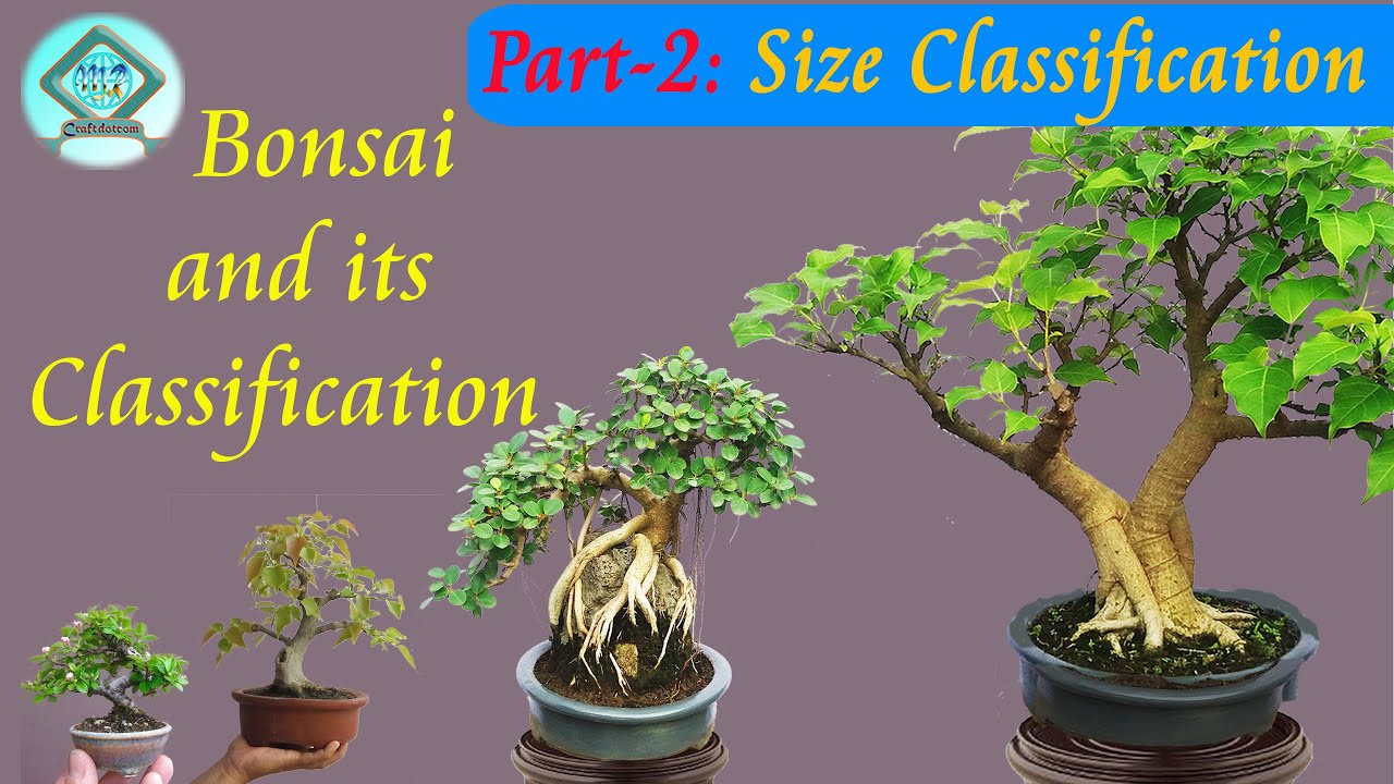 Part-24| Bonsai Size Classification | উচ্চতা ও আকার অনুসারে বনসাইয়ের ...