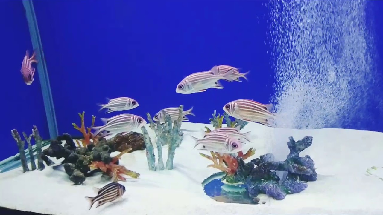 Abyss Marine Fish Aquarium Goa - YouTube
