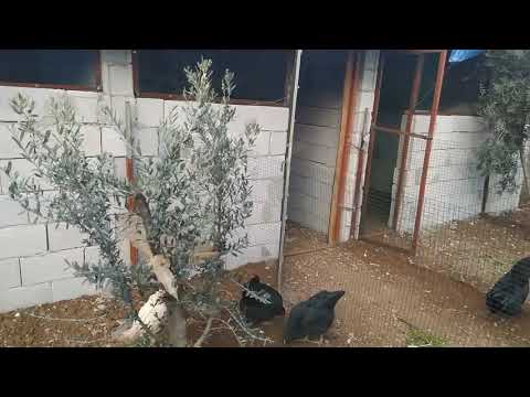 Cins tavuk nasıl yetiştirilir   haydi bakalim