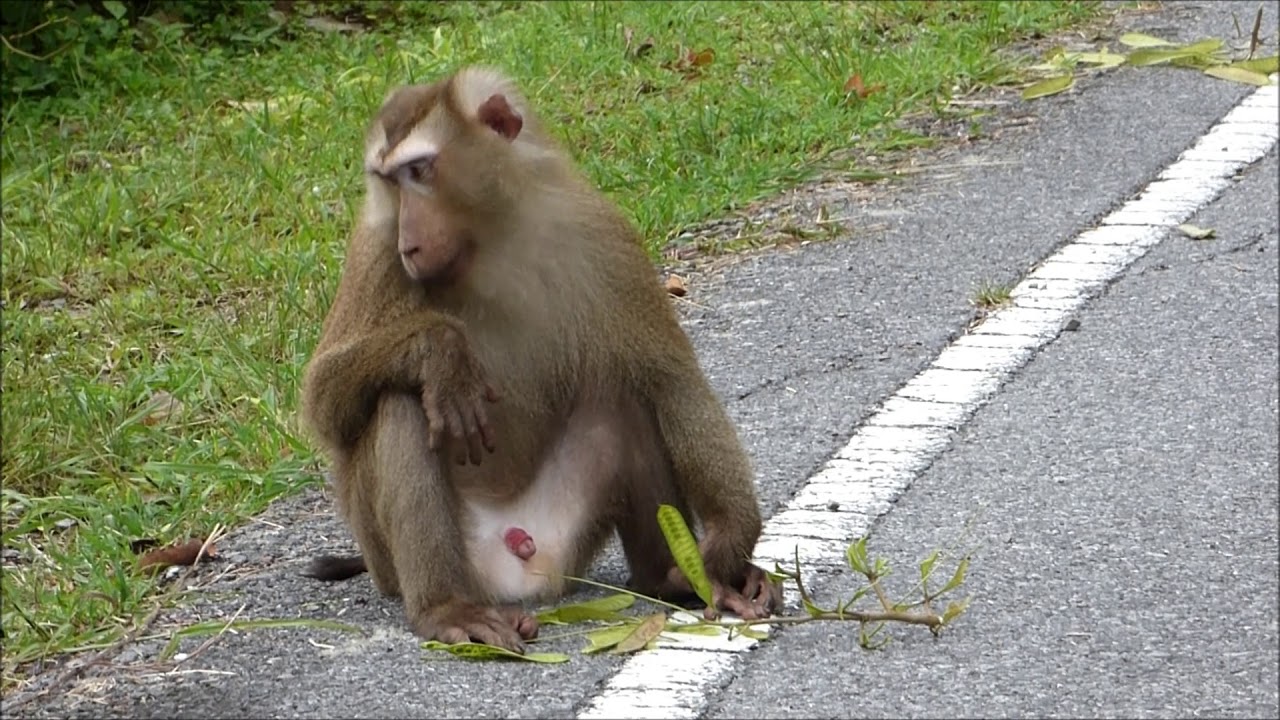 Macaco de cola de cerdo norteño (Macaca leonina) en el Parque Nacional ...