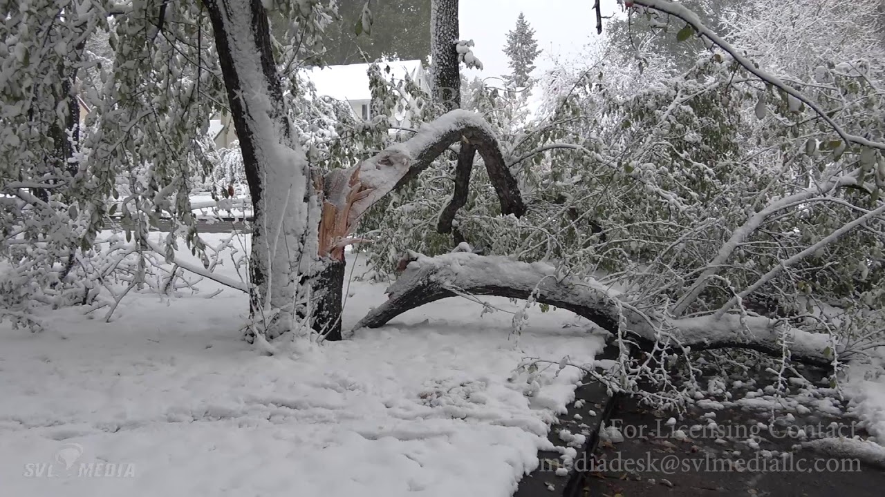 Fargo, ND - Tree Damage from Wet and Heavy Snow on Trees with Full ...
