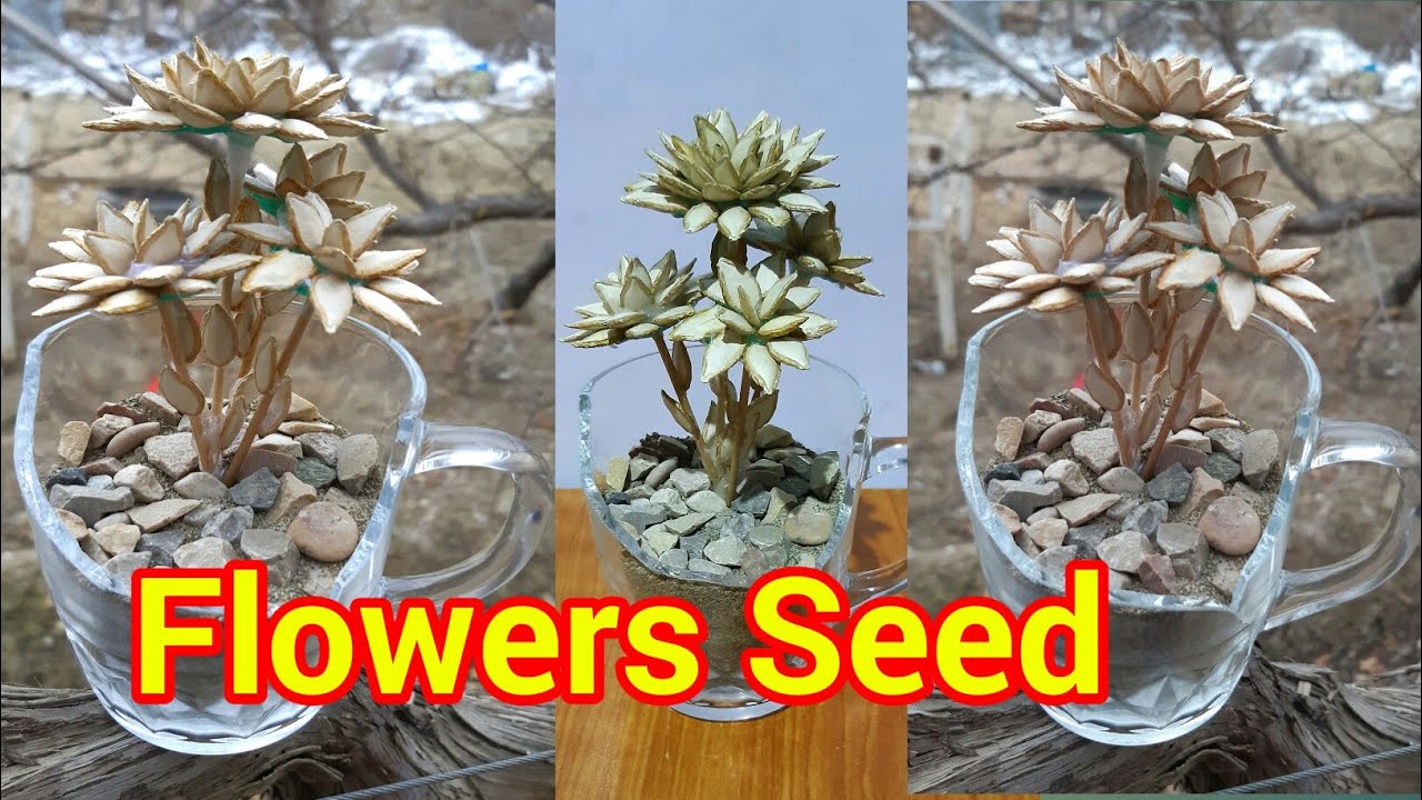 How to Make seeds Flower at Home. - YouTube