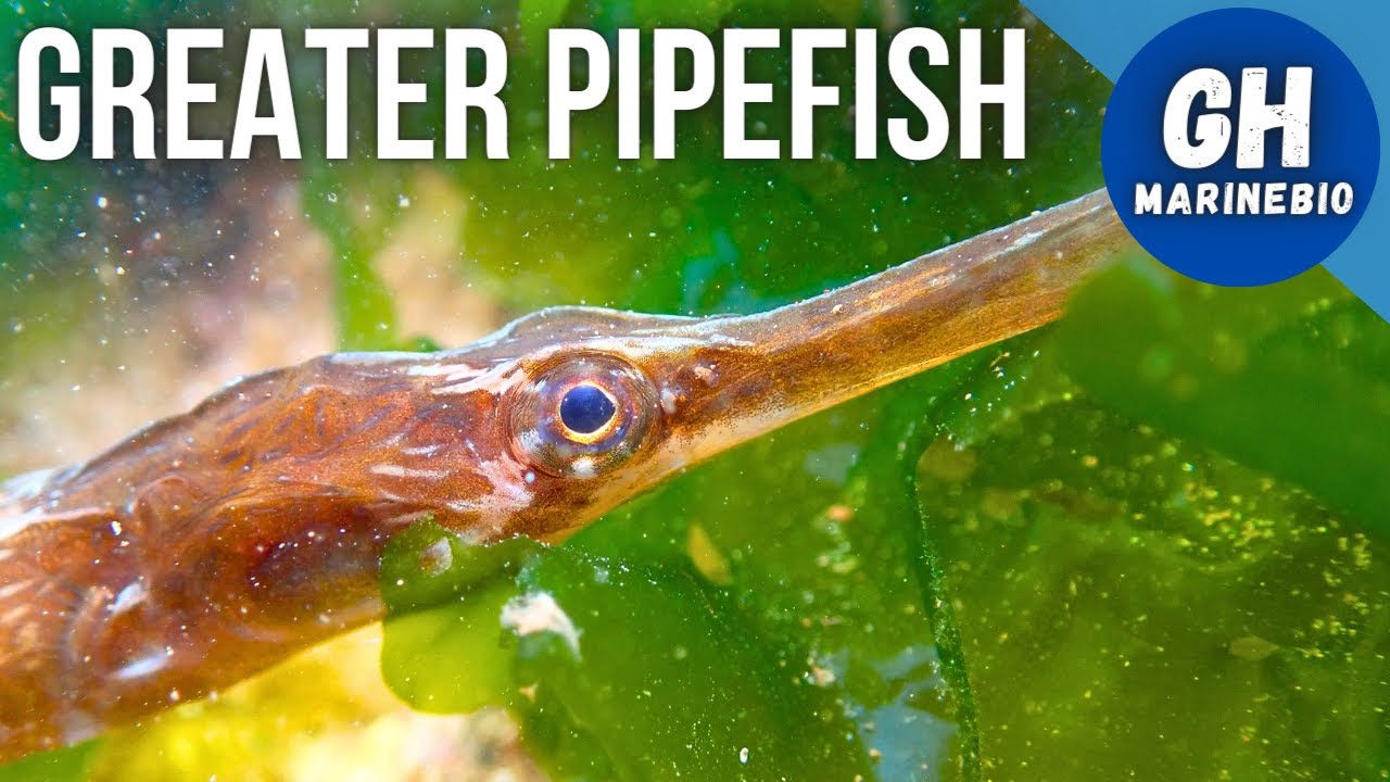 Green Pipefish