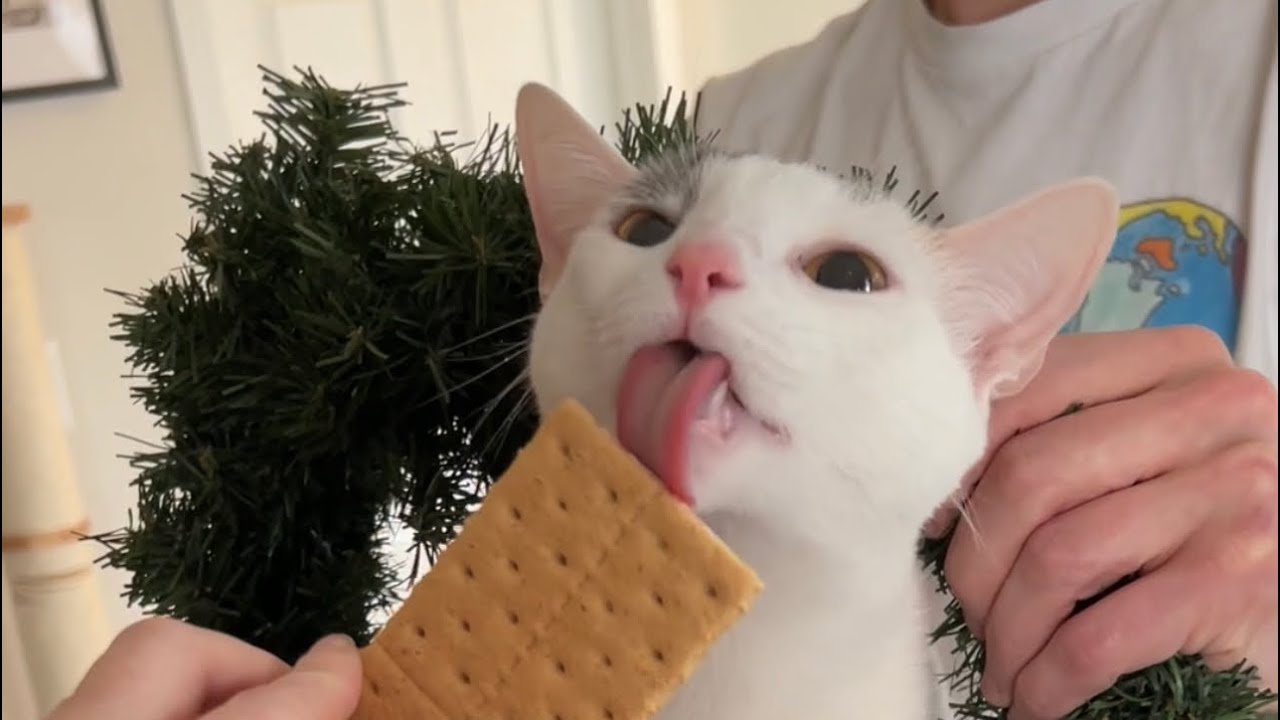 Gandalf the Cat & Her Monday Graham Cracker - Monday December 5th - YouTube