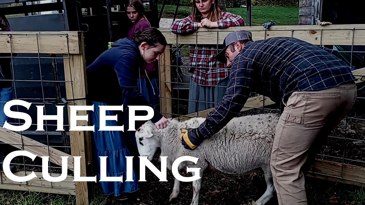 Culling our Flock for Winter and Putting up Hay | Heartway Farms ...