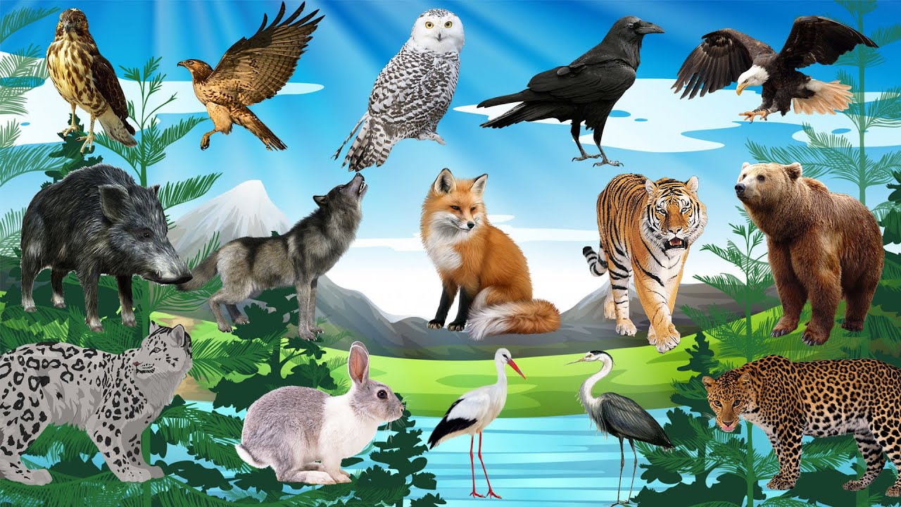 Bustling Russian Animals and Birds sounds: Bear, Wolf, Fox, Amur Tiger ...