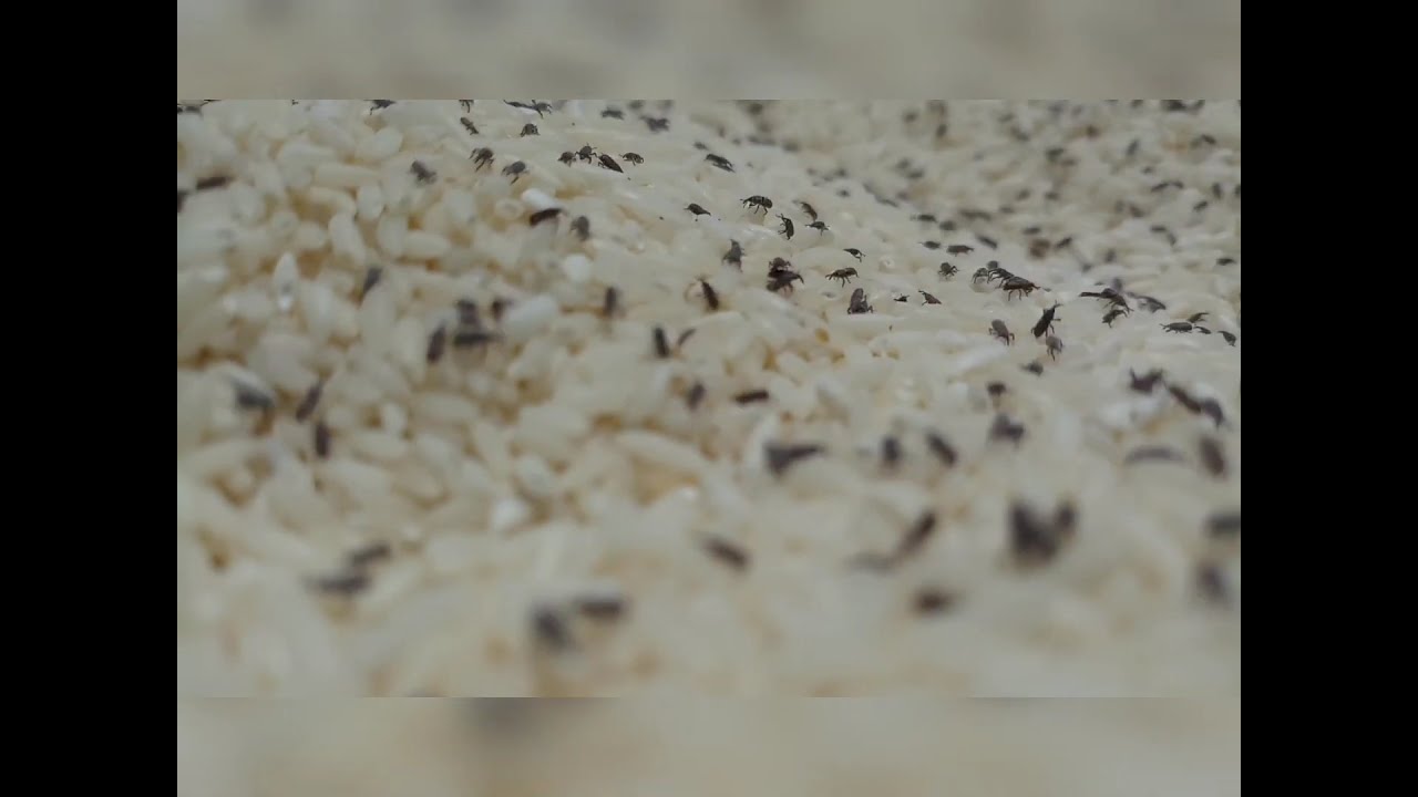 Rice Weevils | Rice bugs !!! - YouTube