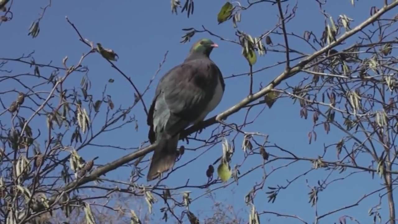 New Zealand Wood Pigeon - Amazing Kereru - YouTube