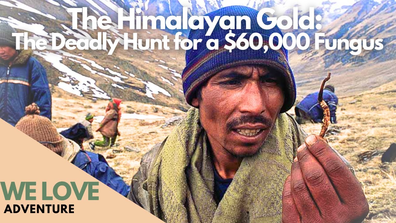 Himalayan Gold: The Deadly Hunt for a $60,000 Fungus - Full Documentary ...