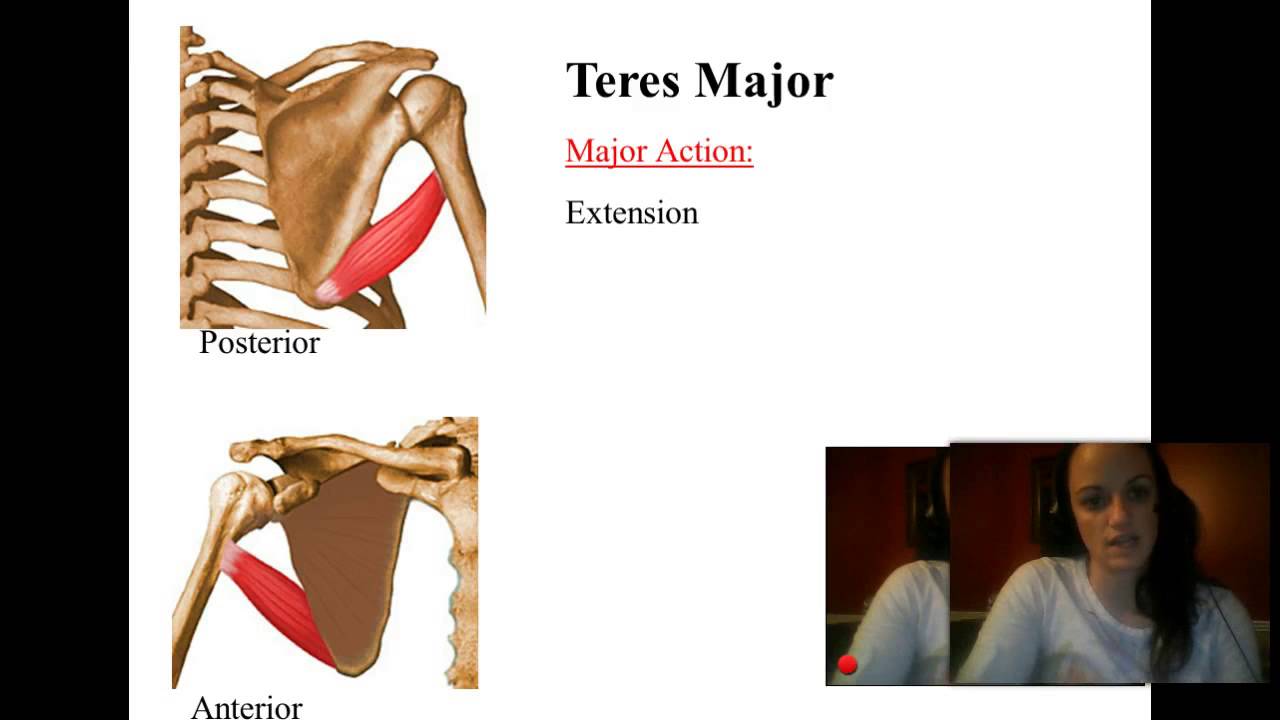 Muscles that Move the Humerus - YouTube